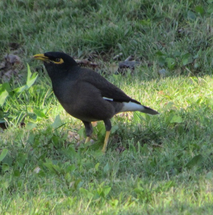 Birding for a Lark: Fal residential compound, Riyadh