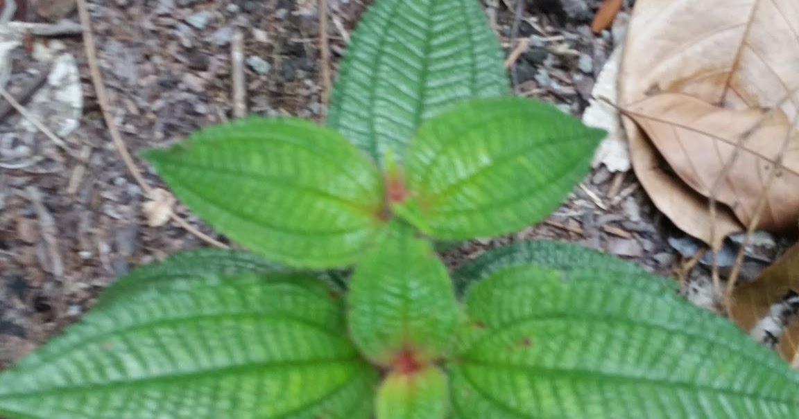 Warisan Petani: Pokok Senduduk Bulu.