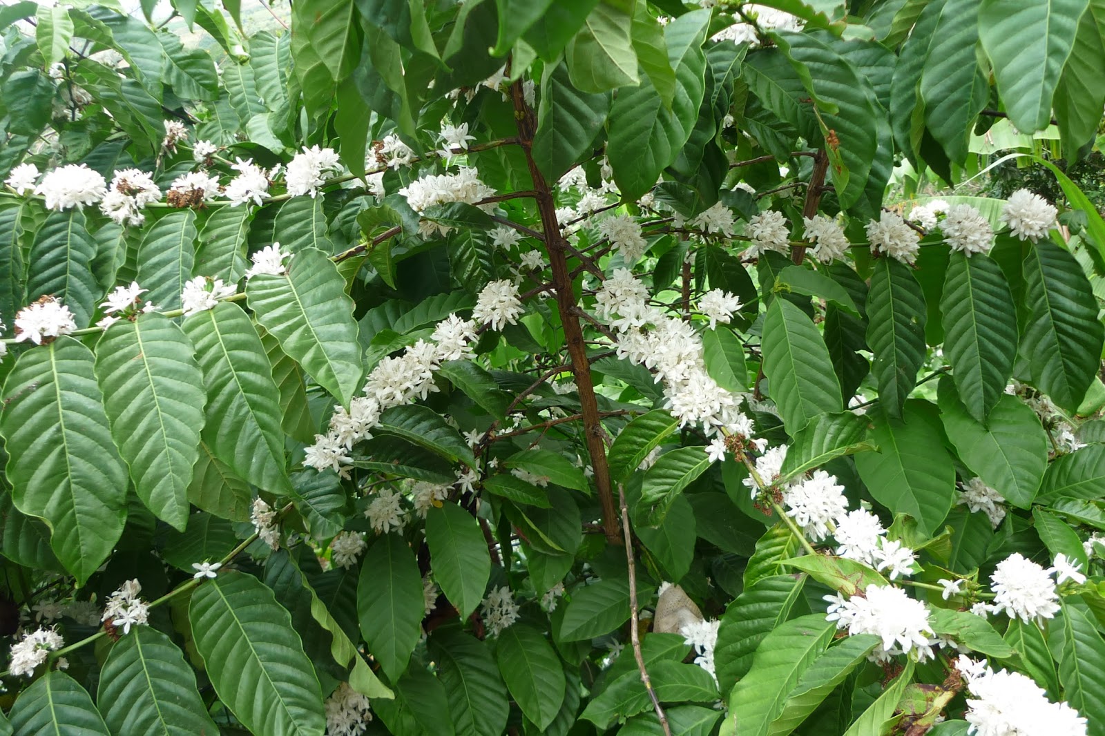 Isabela, Negros Occidental: Flowers from Isabela