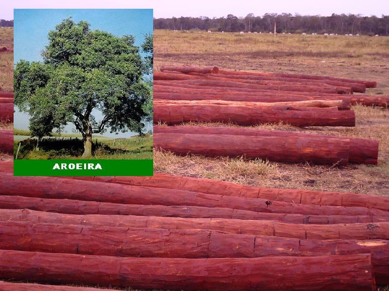 Aroeira - Lithraea molleoides e Schinus molle L.