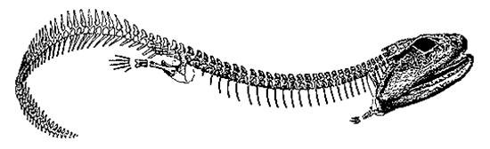 Blog de la Vida Prehistórica: Crassigyrinus