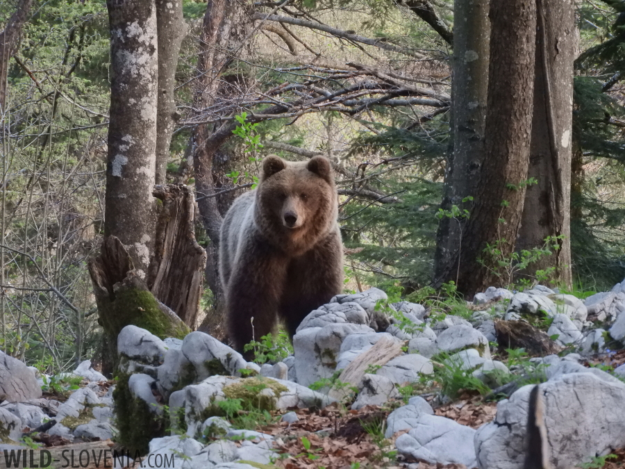 Carniolicum - Wildlife & Biodiversity in Slovenia: Bear-watching ...