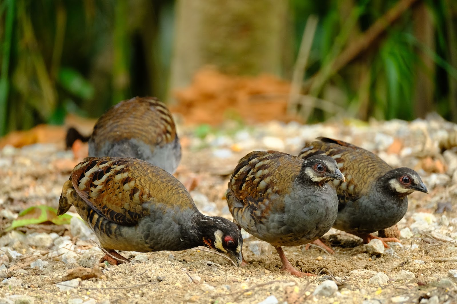 Mike is the name Birding is the game ( Birding in Malaysia - Malaysian ...