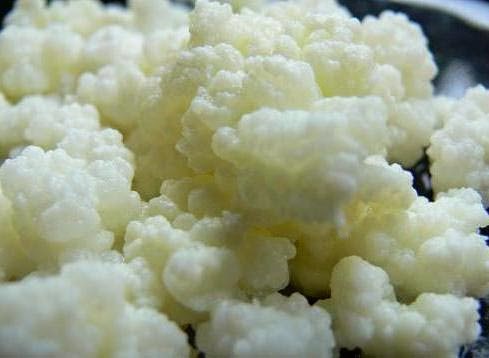 5 cosas que no sabias de los Tibicos - 5 Cosas