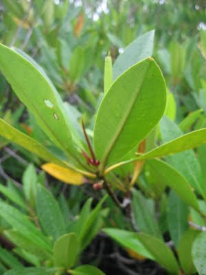 Pamacca: Rhizophora (R. Mucronata, R. Stylosa dan R. apiculata)