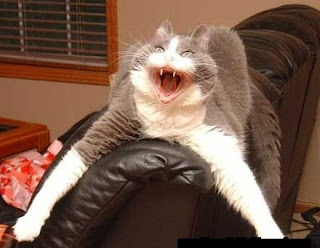 Big size cats funny cats photos