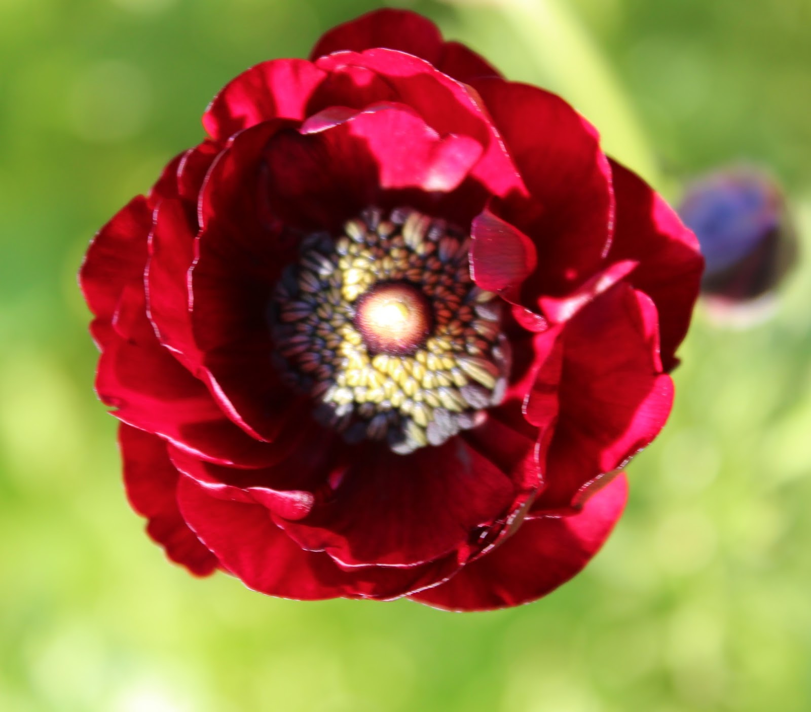 Florez Nursery: Dark red Ranunculus