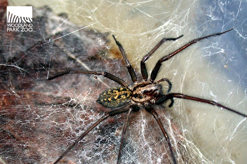 Spiders are the best