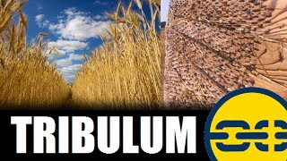 The Shepherd's Blog: May 2016