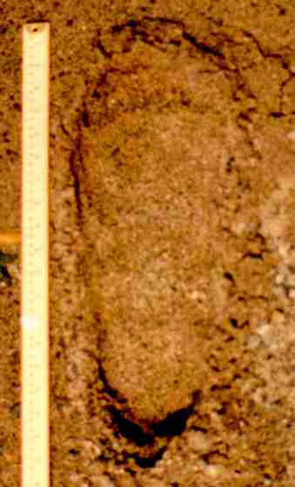 Sasquatch Tracks: Pictures of Sasquatch Tracks and Casts