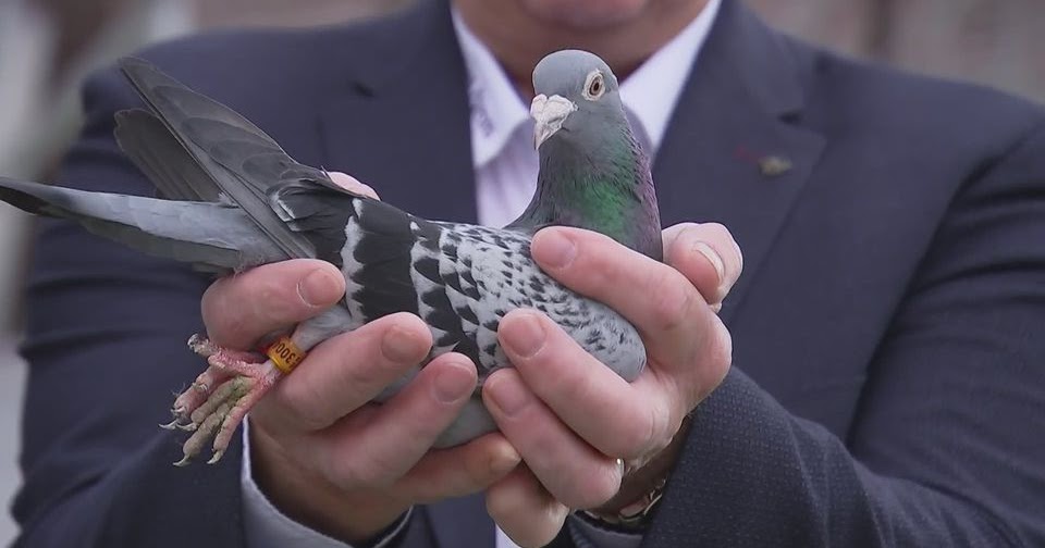racing pigeons nieripigeons : Nuevo Record ARMANDO...final: Joël Verschoot