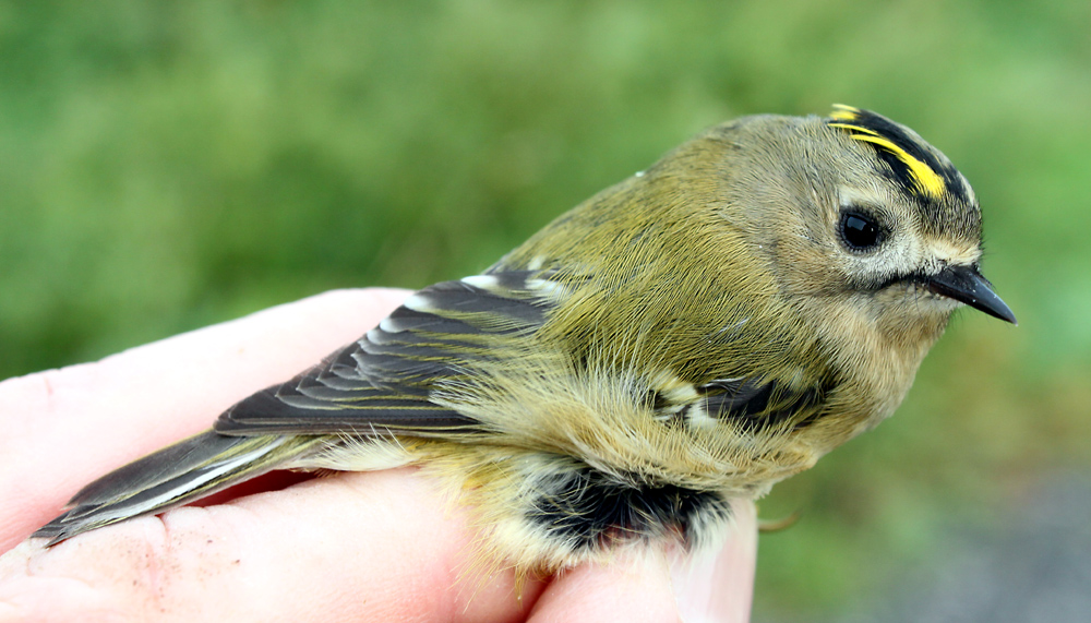 Another Bird Blog: A Chaffinch Morning