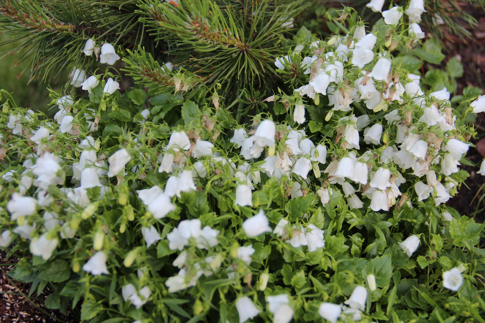 katilėlis /campanula/
