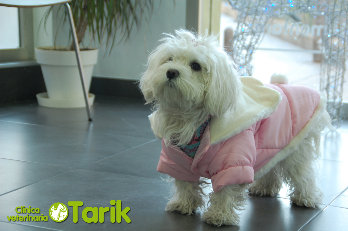 Clínica veterinaria Tarik: DESFILE DE MODA CANINA OTOÑO - INVIERNO II