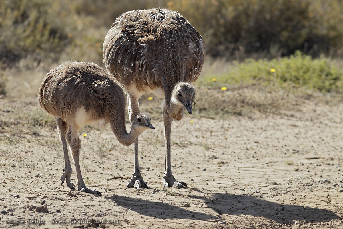 mis fotos de aves: Rhea pennata Choique Lesser Rhea