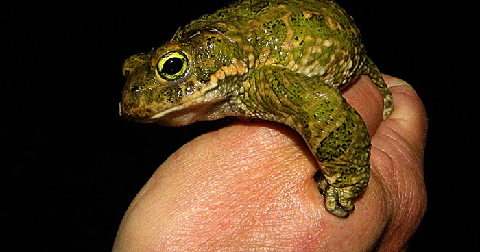 HUESCA Y LA SIERRA DE GUARA: BUFÓNIDO Bufonidae John Edward Gray, 1825 ...