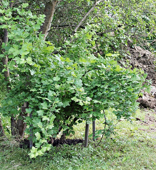 mariefriis: DIY - bærbusk-krakk