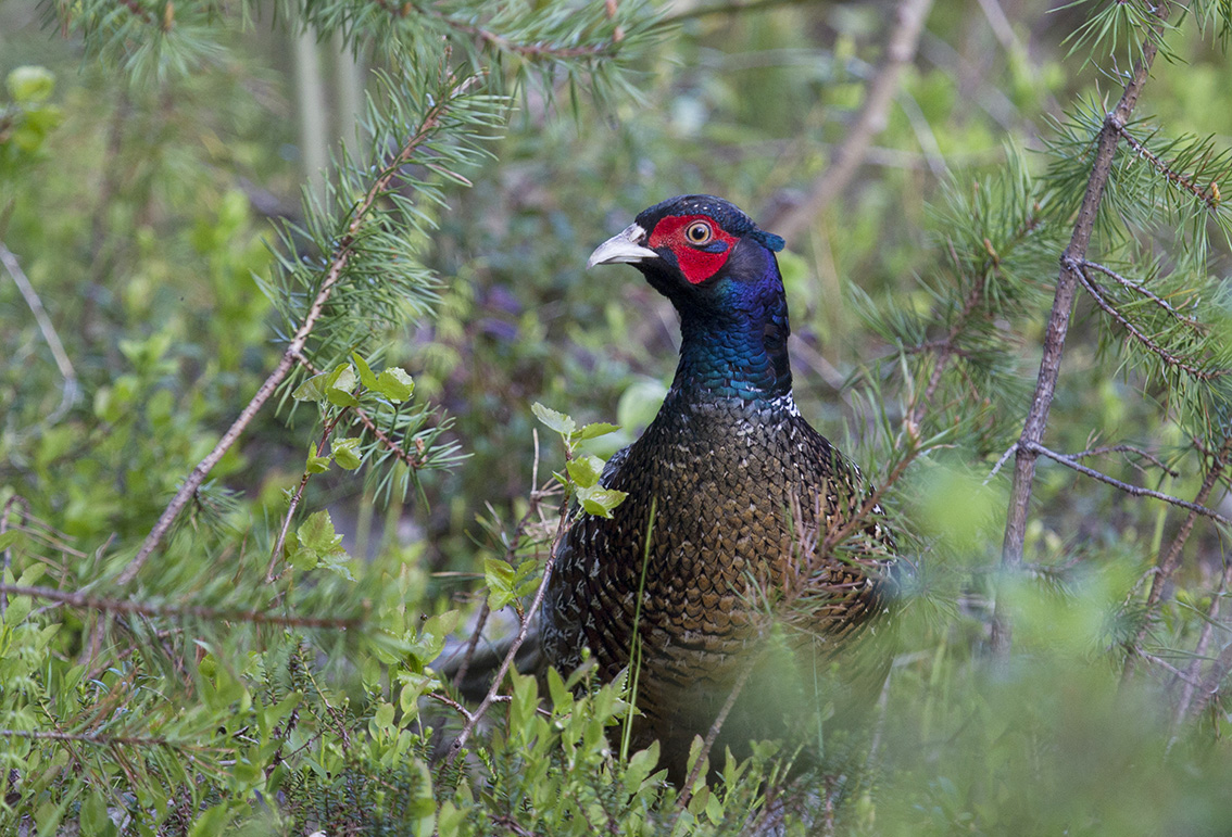 Värriön luontopäiväkirja - Varrio nature diary: Fasaani / Pheasant