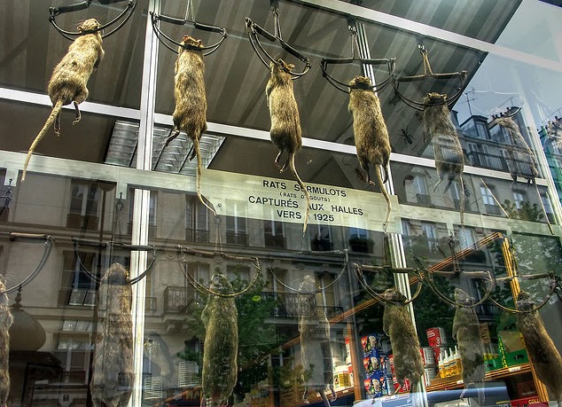 THOUGHTS ON ARCHITECTURE AND URBANISM: From the Burial of Rats (old Paris)