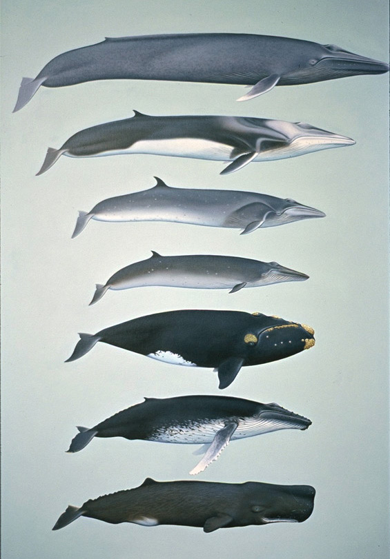 Rorqual Whales (With images) | Whale, Marine mammals, Oceans of the world