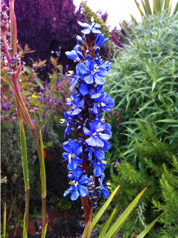 Pennsylvania Street Gardens: Plant profile: Aristea capitata (syn. A ...