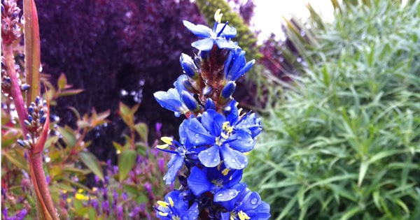 Pennsylvania Street Gardens: Plant profile: Aristea capitata (syn. A ...