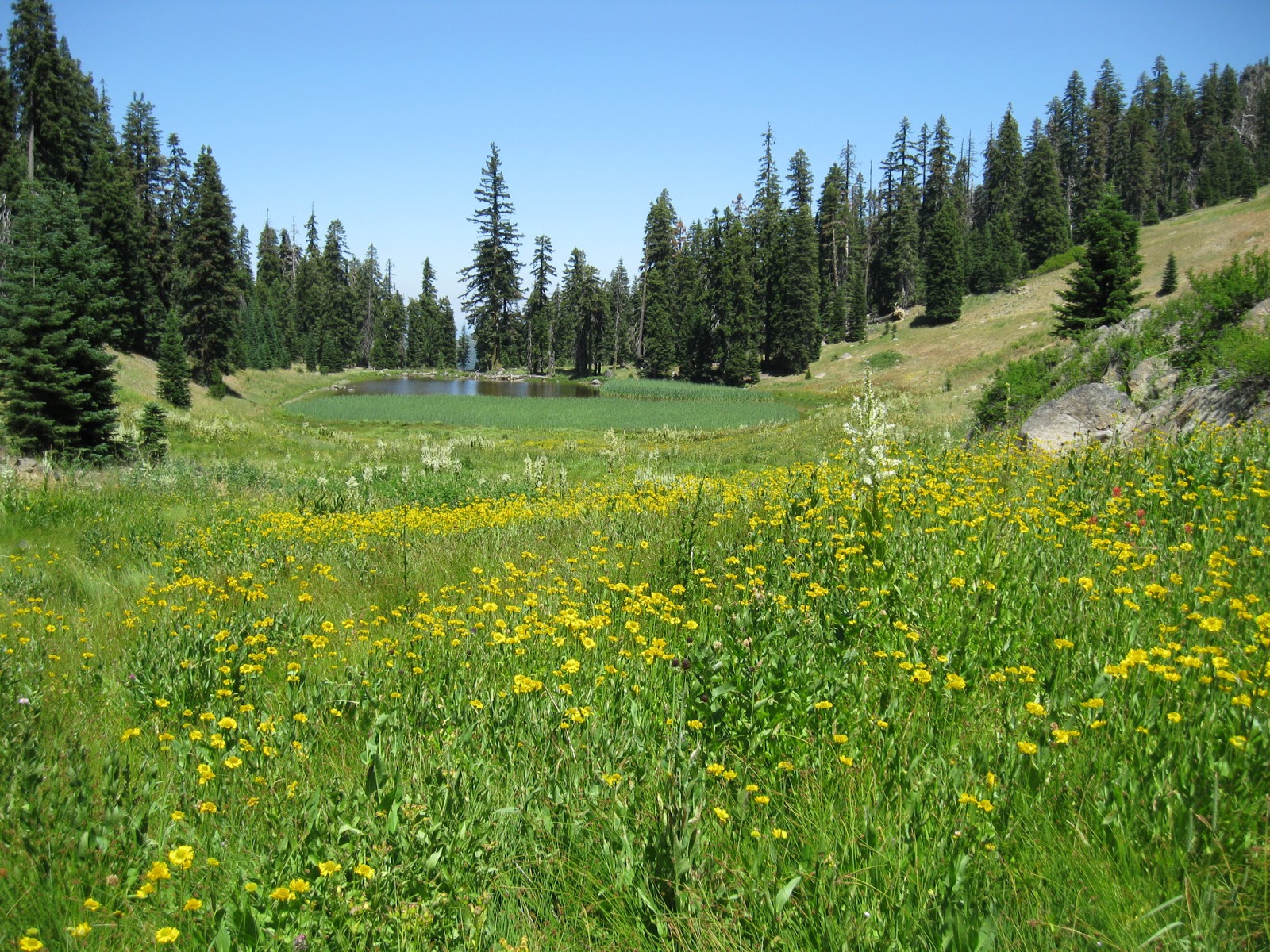 The Siskiyou Crest : Protect the Hinkle Lake Botanical Area