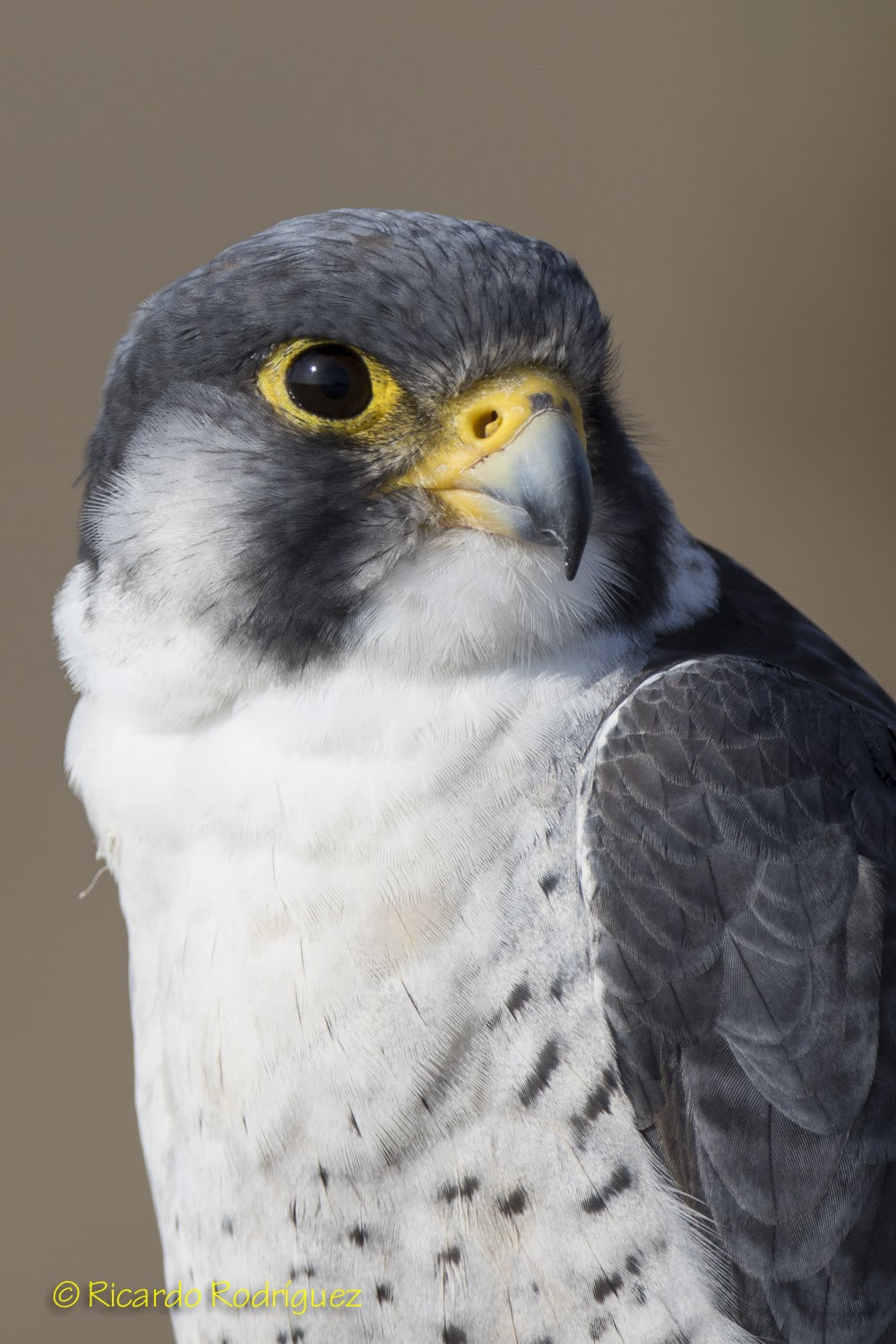 Aves Ricardo Rodriguez: Halcón peregrino "calidus" (Falco peregrinus ...