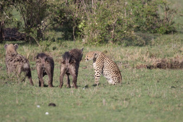 Hyena Vs Cheetah