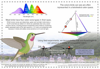 Rosa Rubicondior: Unintelligent Design - Hummingbirds and Suboptimal ...