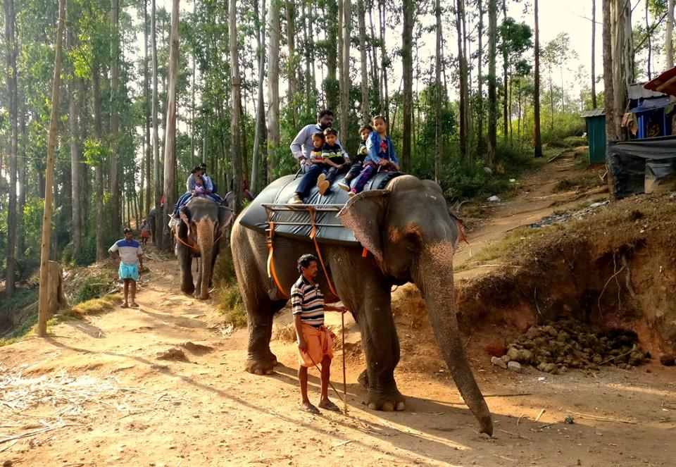 Carmelagiri Elephant Park - Elephant Ride In Munnar - Travelet