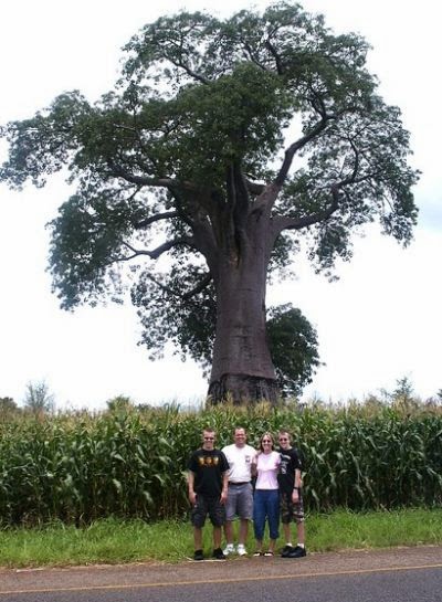 Giant Trees From Around The World: Baobab trees