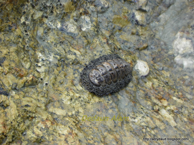 Dedaun Alam: Siput Tenggiling