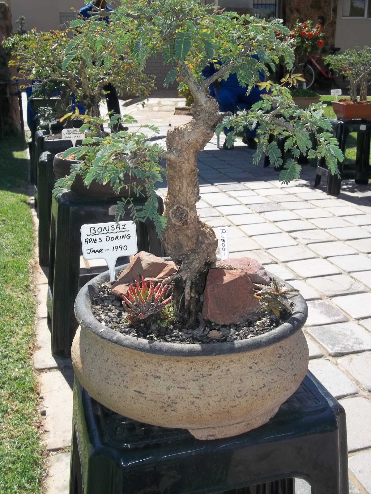 Silver Stream Bonsai: November 2017