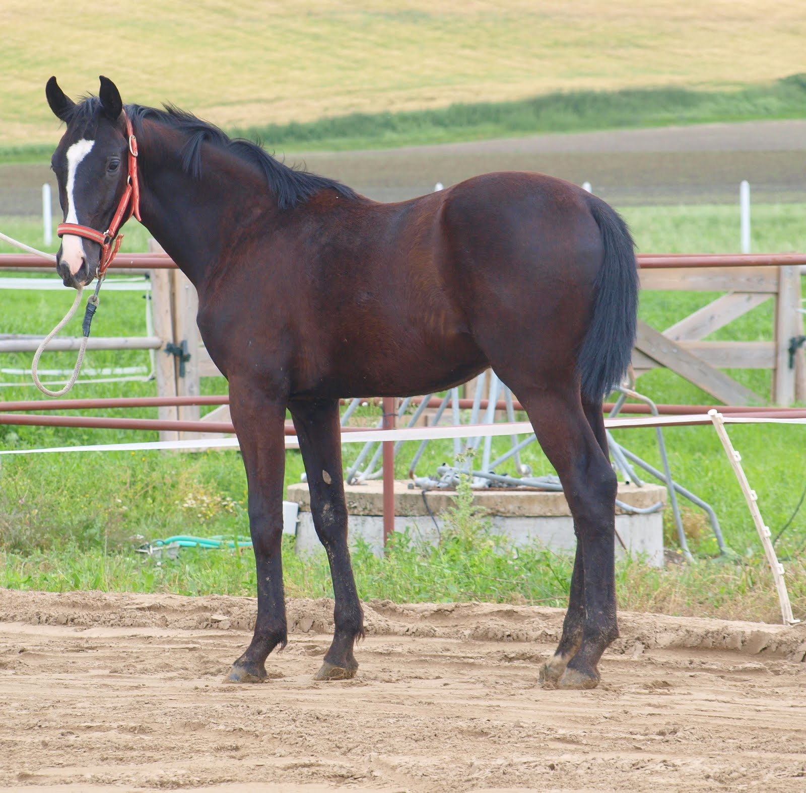 Dressage: Potro de 1 año Hannoveriano