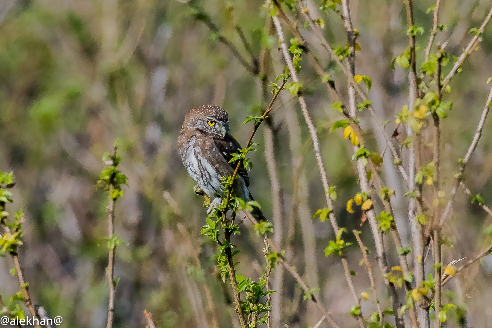 Pájaros, Pajarracos: Chuncho