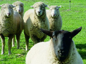 Celeste's Heaven: Nutrilite Farm,The Farm That Working In Partnership ...