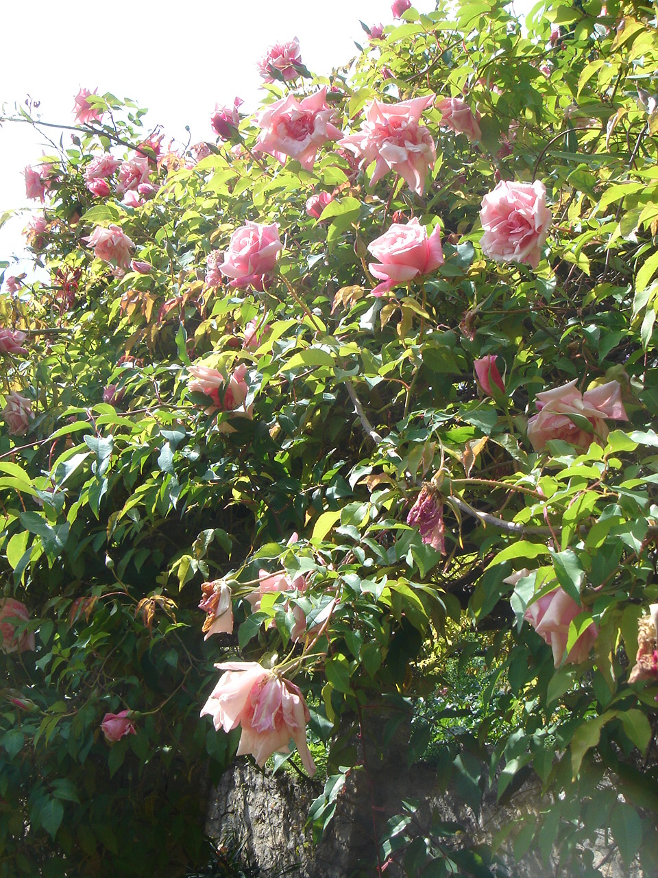 garden at heart: The truly beautiful Portuguese