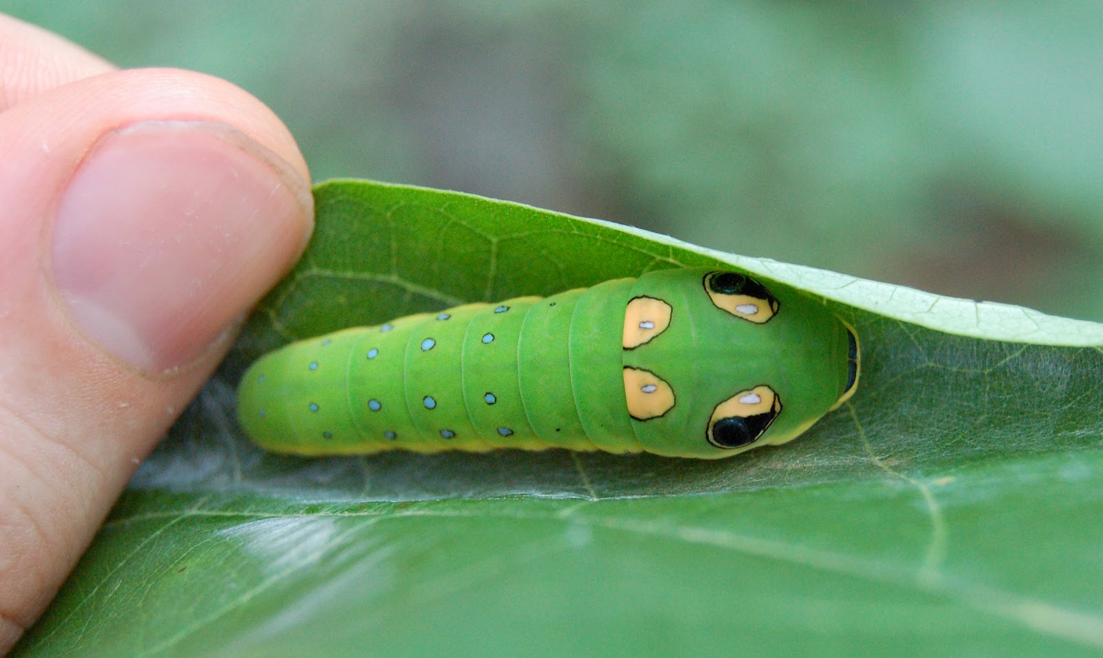 Caterpillar of the Day - Papilio troilus (Papilionidae) | Caterpillar ...