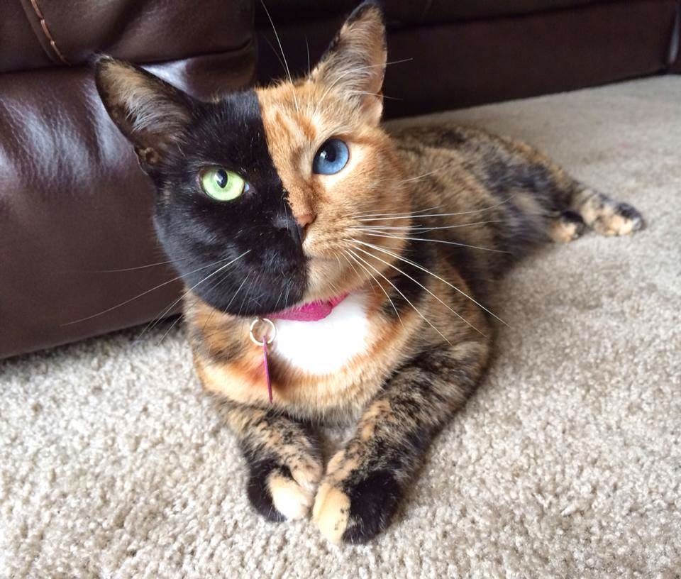 Two-faced Cat "Venus" captures hearts then Goes Viral | Share It Blog