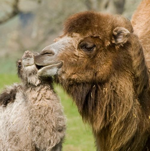 In Otter News: Rare Camel Baby is Born