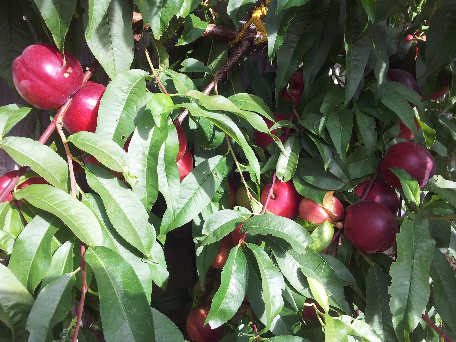 Made with my two hands: White fleshed nectarine