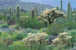 Ecosistemas Mexicanos: Matorrales