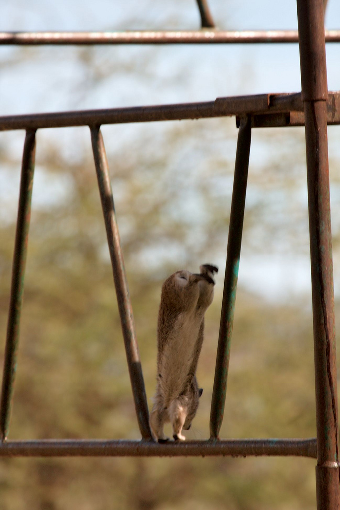 The Hyrax – The Elephant’s Cousin | The Ark In Space