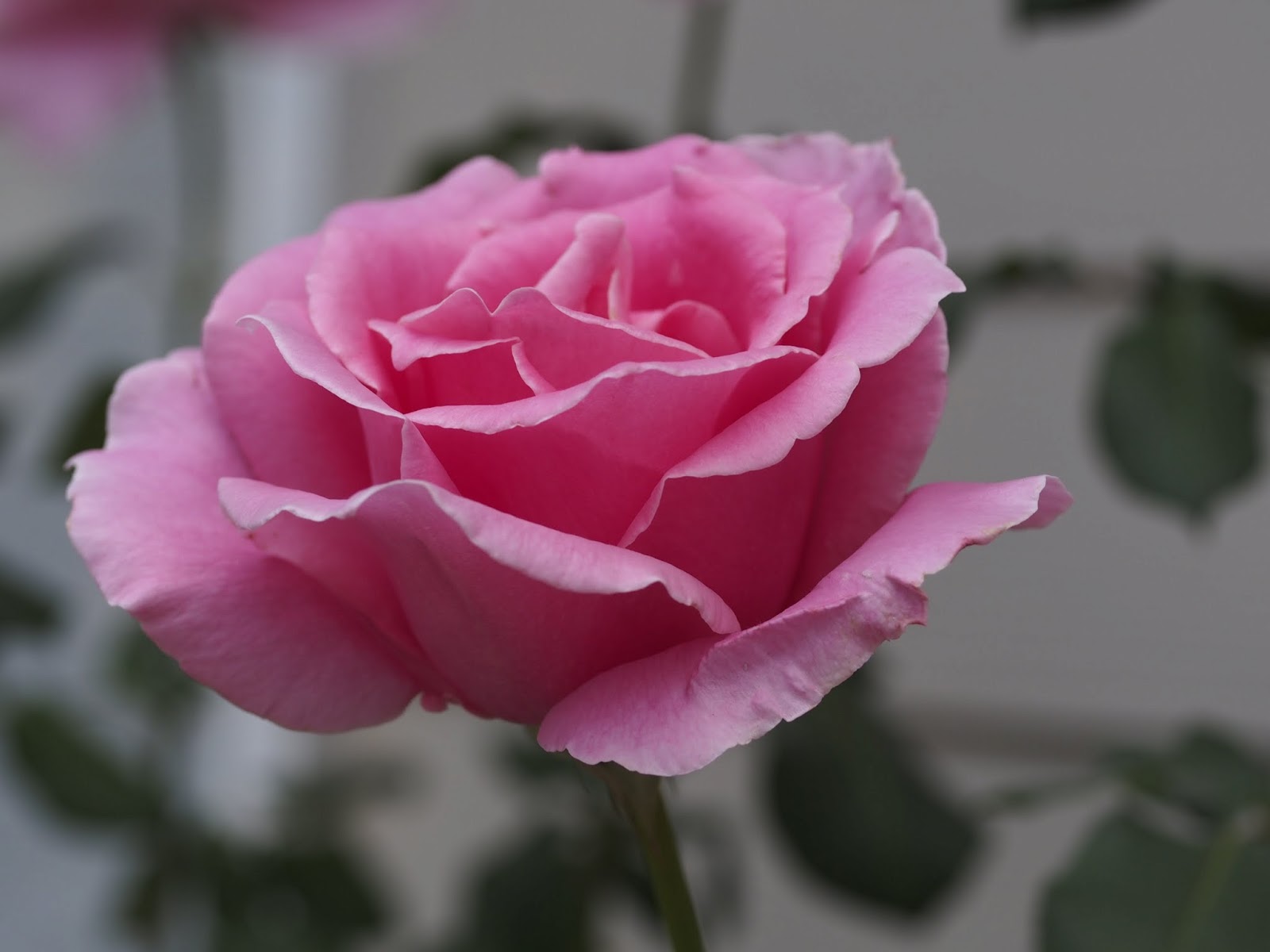 ROSES- MY BEWITCHED ROSE IN BLOOM | Crafts on the Run