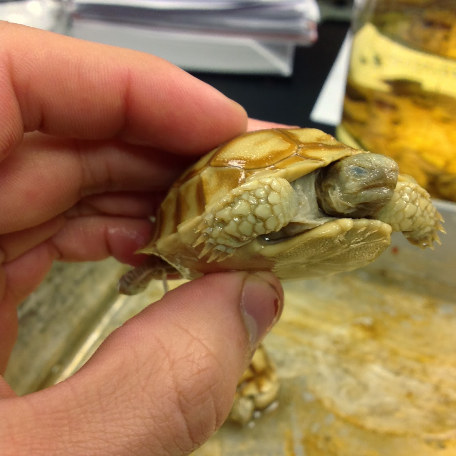 Biology of the Reptilia: Lab #2: Testudines (Nick Spies and Alex Murray)