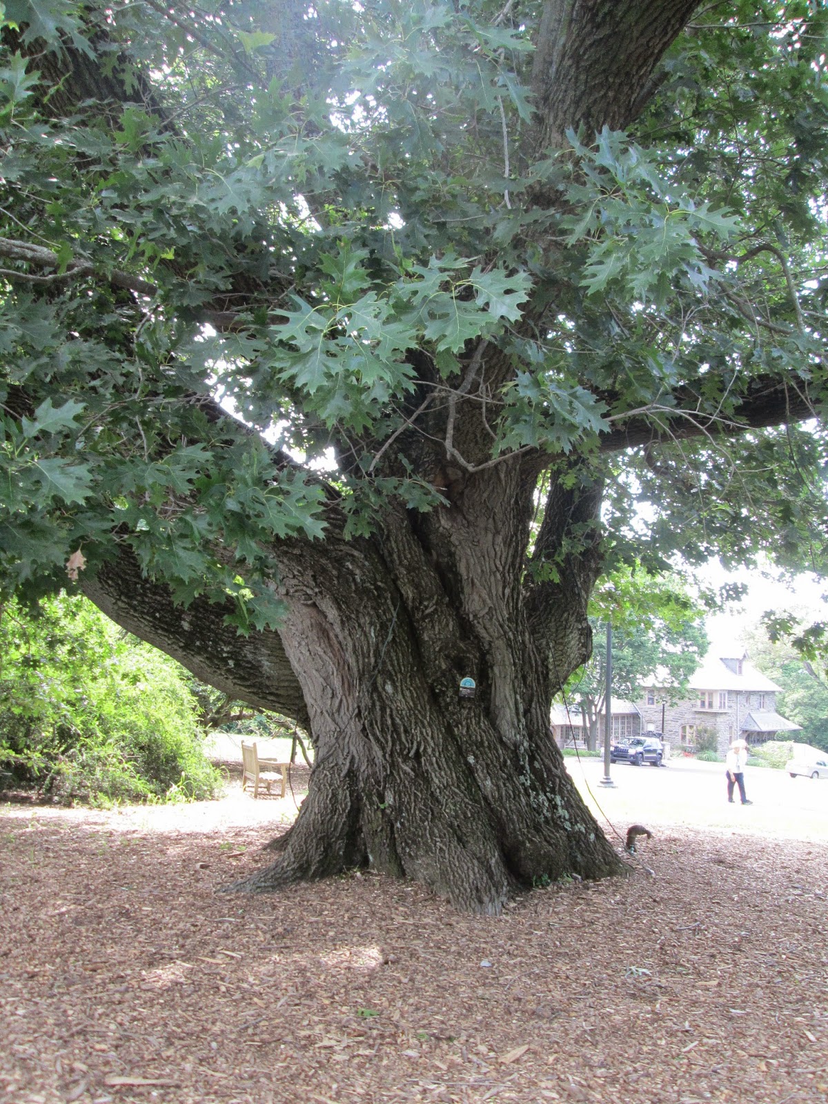 The Belle of Cowbell: The Bipolar Therapist from Willow Grove, PA: I ...