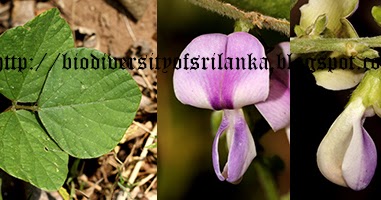 Biodiversity of Sri Lanka: Tropical kudzu (Neustanthus phaseoloides ...