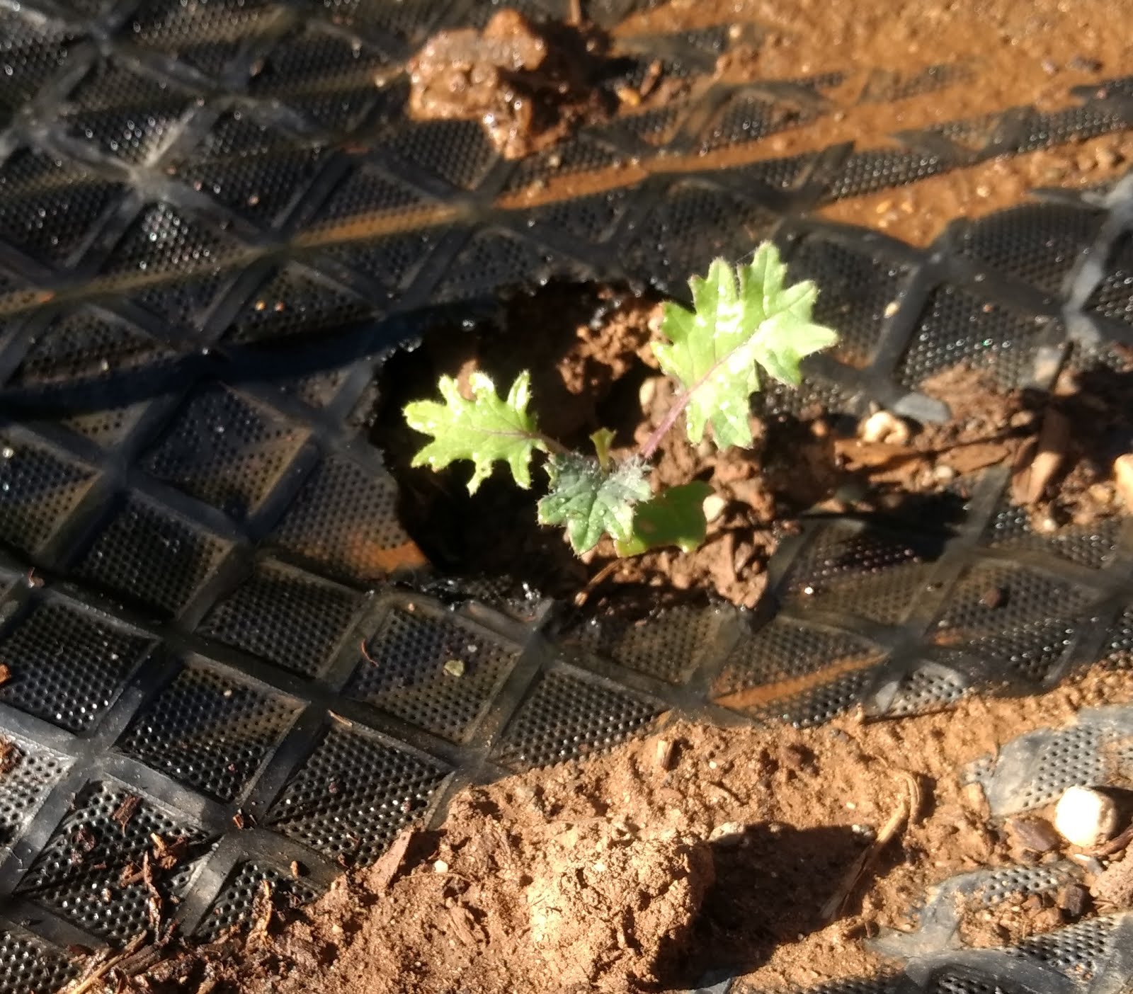 Red Russian Kale | Greens and Machines