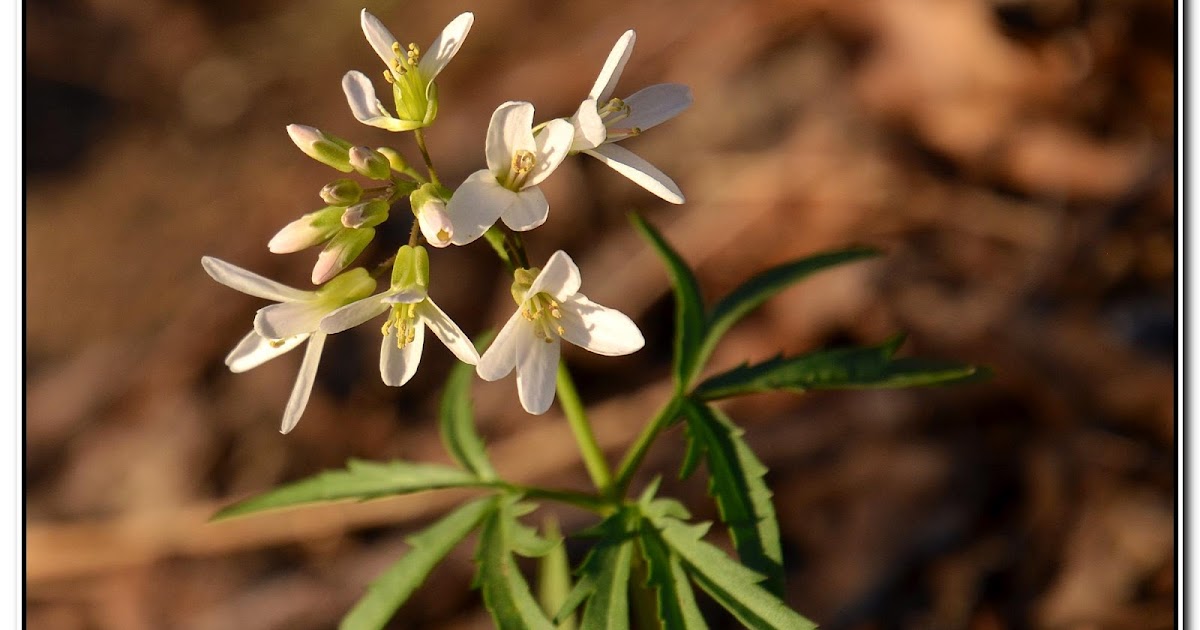 Nature in the Ozarks: Cutleaf Toothwort (Cardamine concatenata)